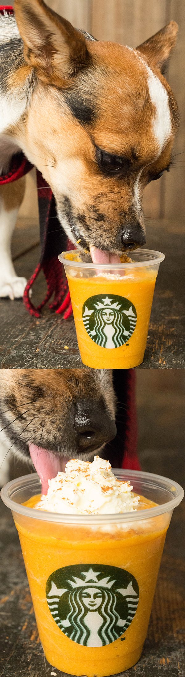 Pumpkin Spice Latte For Dogs Recipe